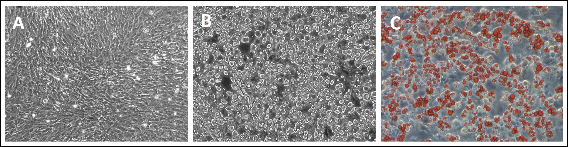 Mouse Adipose-Derived Stem Cells-white fat (MADSC-wf)