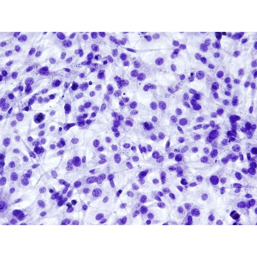 Mouse Preadipocytes -white fat (MPAd-wf)